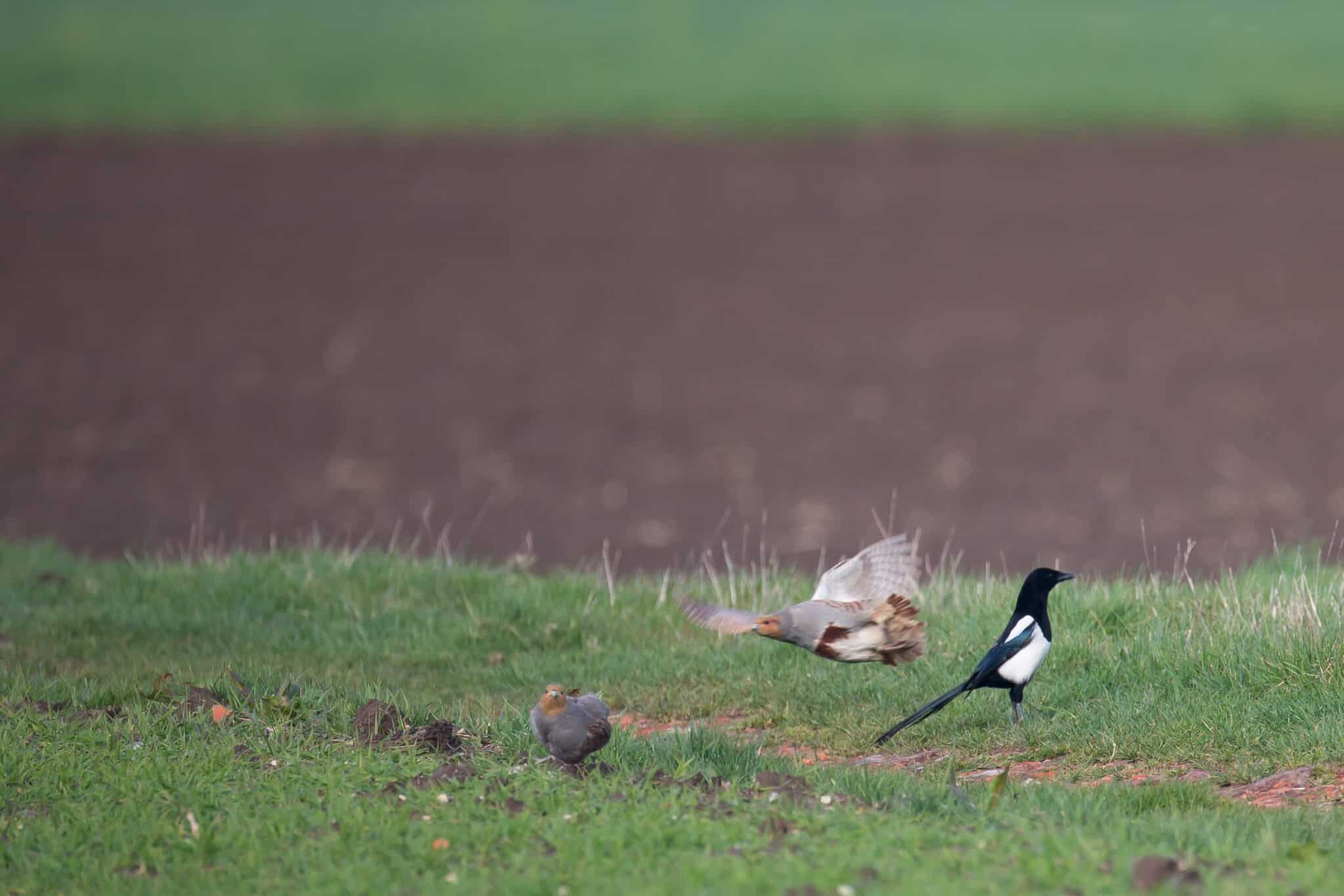 ESOD et espèces protégées - FDC 14